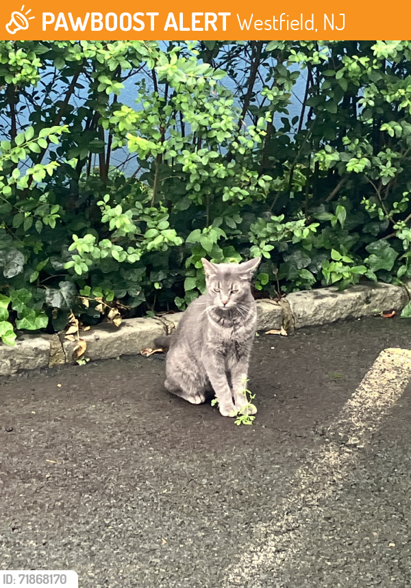 Rehomed Cat in Westfield, NJ 07090 (ID: 71868170) | PawBoost