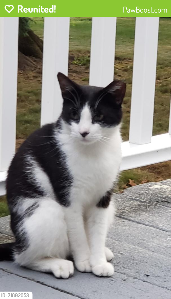 Reunited Male Cat in Phoenixville, PA 19460 (ID: 71802053) | PawBoost
