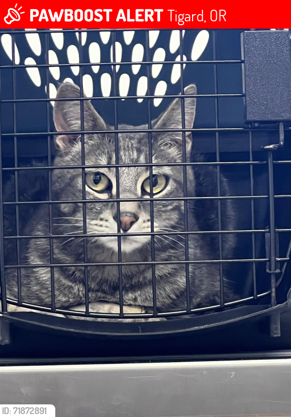 Tigard, OR Lost Male Cat, Eleven Is Missing | PawBoost