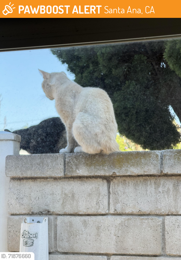 Santa Ana, CA Stray Male Cat Found Near Sunflower and Main | PawBoost
