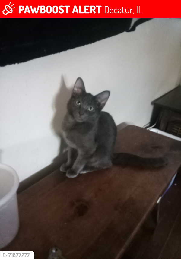 Decatur, IL Lost Female Cat, Moo Moo Is Missing | PawBoost