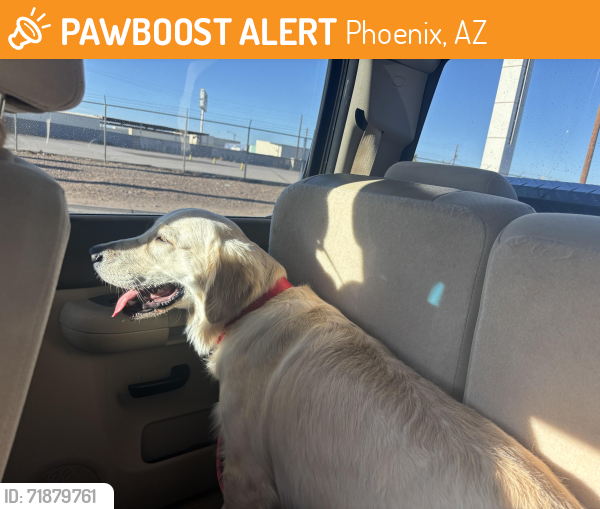 Phoenix, AZ Stray Male Dog Found Near 28th street and baseline Rd ...