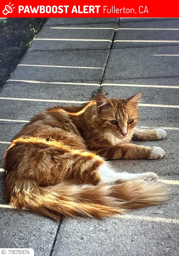Fullerton, CA Lost Female Cat, Princess Is Missing | PawBoost