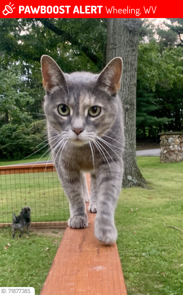 Wheeling, WV Lost Female Cat, Grey Is Missing | PawBoost
