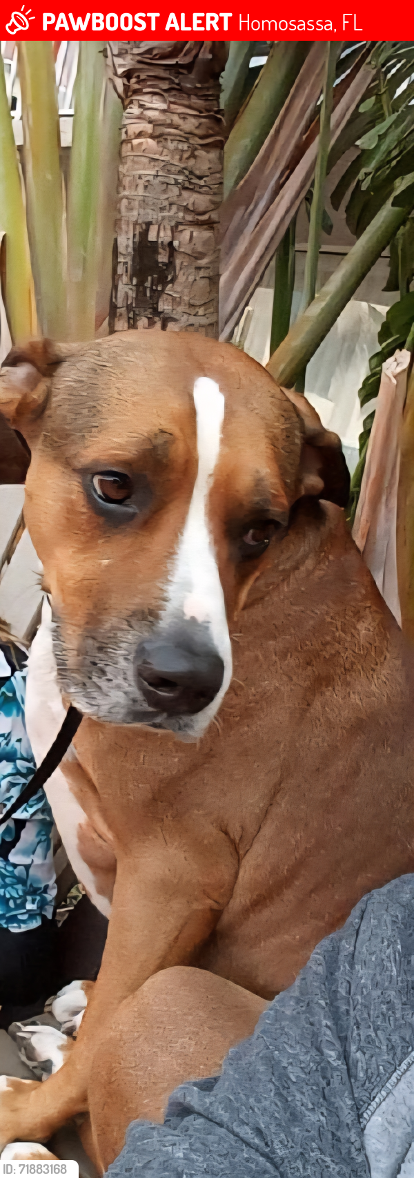 Homosassa, FL Lost Male Dog, Goofy Is Missing | PawBoost