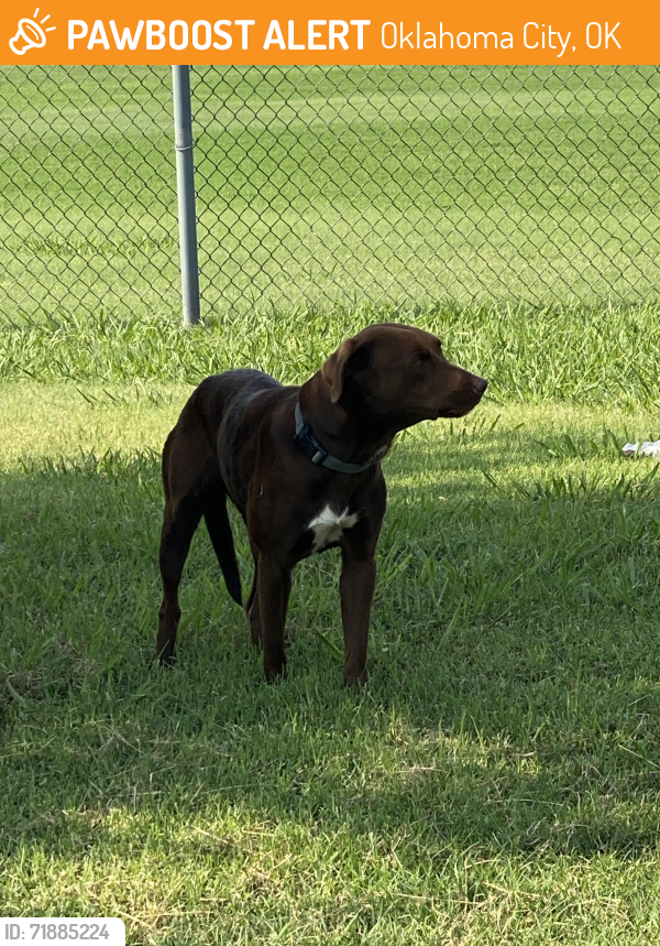 Oklahoma City, OK Stray Dog Found Near Stars & Strips Park, Lake Hefner ...