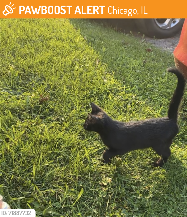 Chicago, IL Stray Cat Found Near 65th and Narragansett | PawBoost