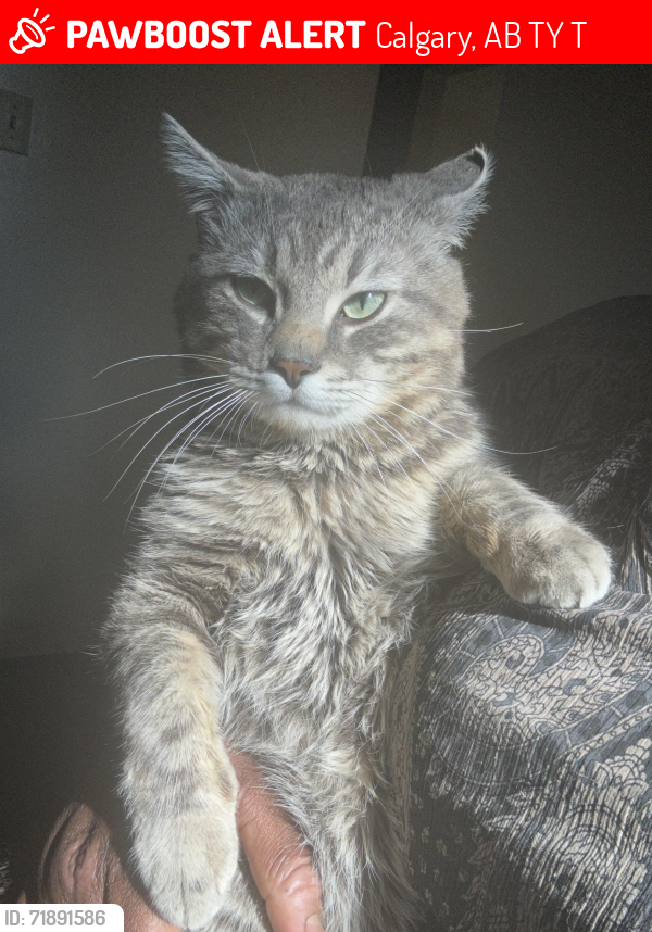Calgary, AB Lost Male Cat, Kaddus Is Missing | PawBoost
