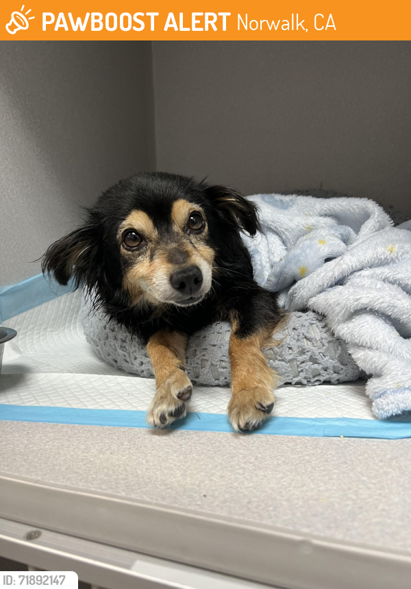 Norwalk, CA Stray Female Dog Found Near Norwalk | PawBoost