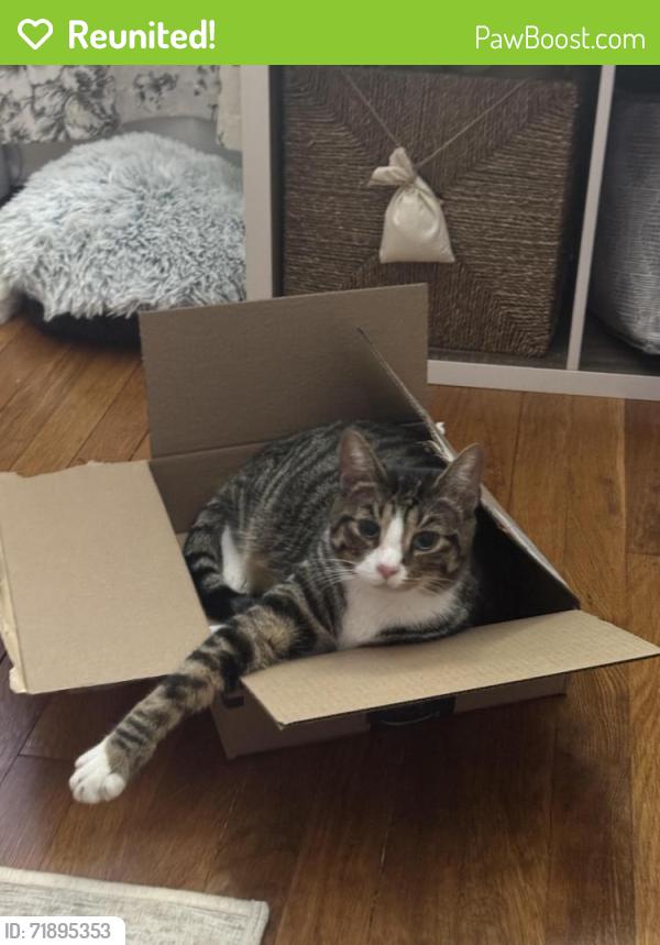 Reunited Male Cat in Woodbridge Township, NJ 08863 (ID: 71895353 ...