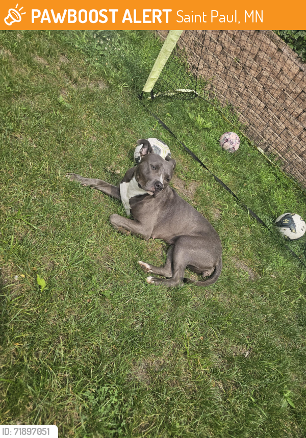Saint Paul, MN Stray Female Dog Found Near East saint Paul, MN | PawBoost