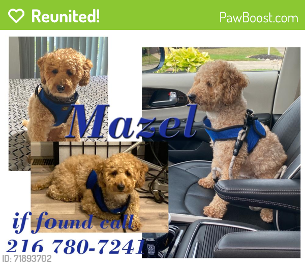 Reunited Male Dog in Beachwood, OH 44122 (ID: 71893702) | PawBoost