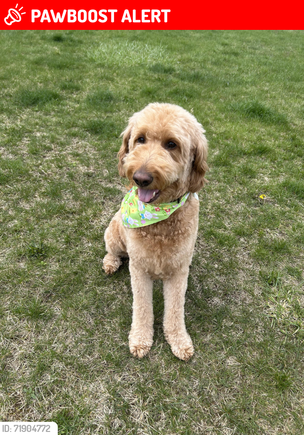 West Chester Township, OH Lost Male Dog, Chance Is Missing | PawBoost