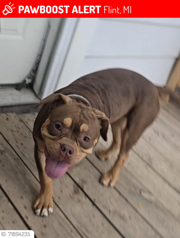 Flint, MI Lost Female Dog, Pebbles Is Missing | PawBoost