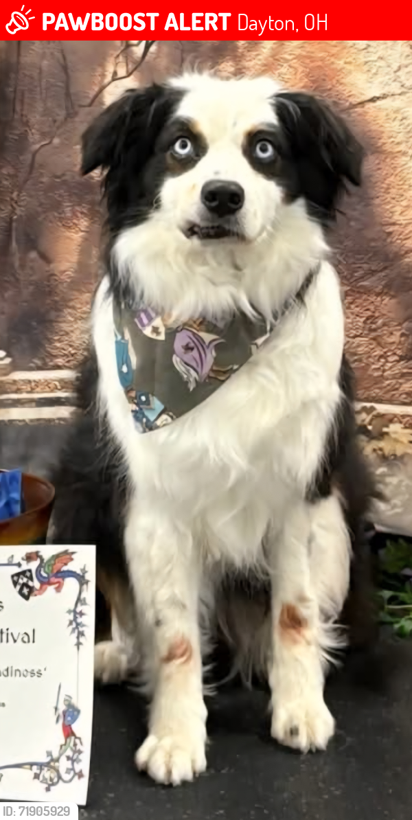 Dayton, OH Lost Female Dog, Harper Is Missing | PawBoost