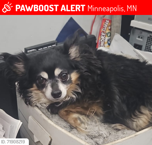 Minneapolis, MN Lost Male Dog, Shory Is Missing | PawBoost