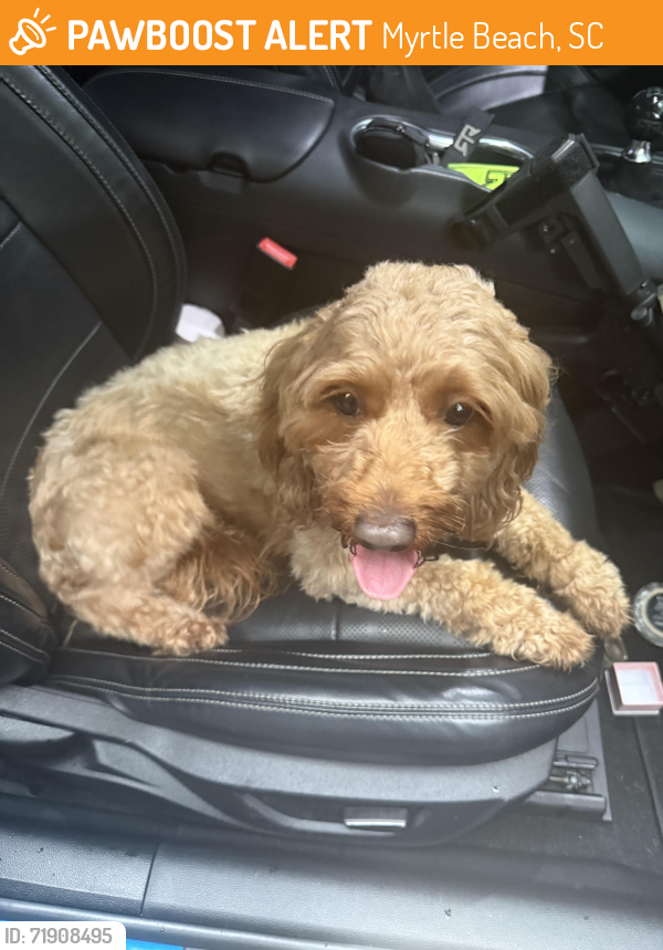 Myrtle Beach, SC Stray Female Dog Found Near Briarcliff hwy nmb by the ...