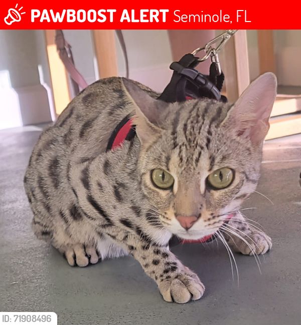 Seminole, FL Lost Male Cat, Maverick Is Missing | PawBoost
