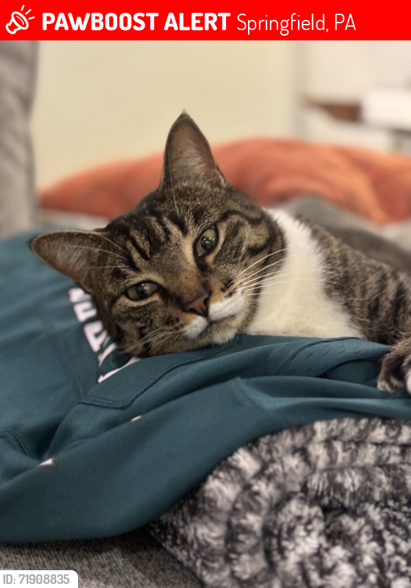 Springfield, PA Lost Female Cat, Blue Is Missing | PawBoost
