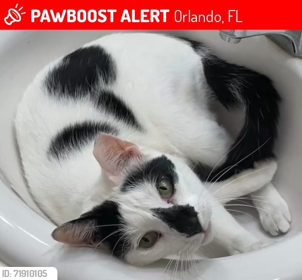 Orlando, FL Lost Male Cat, Moo Is Missing | PawBoost