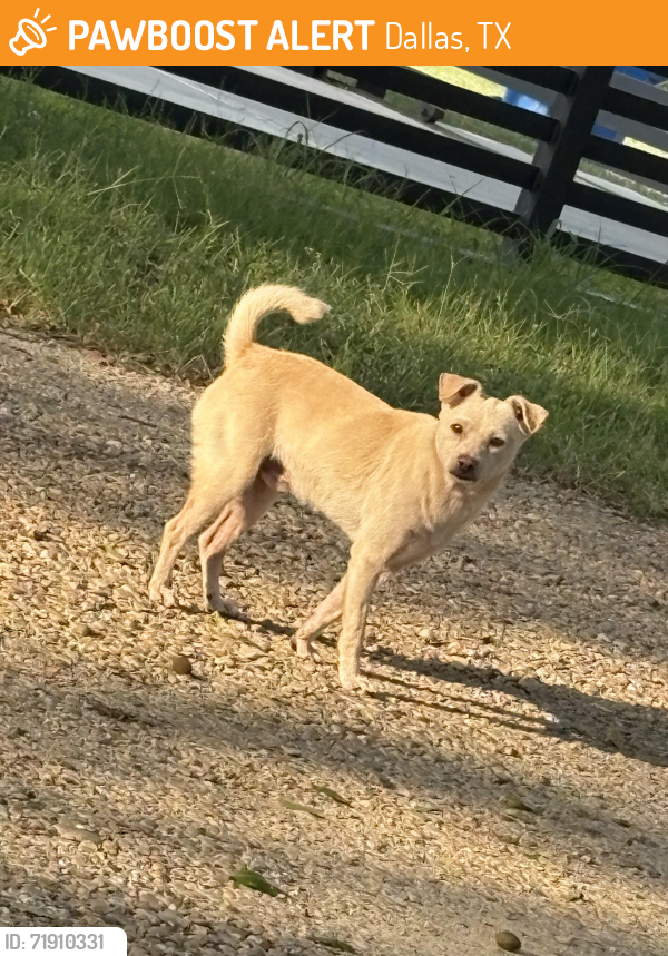 Dallas, TX Stray Dog Found Near Pruitt ave Dallas tx | PawBoost