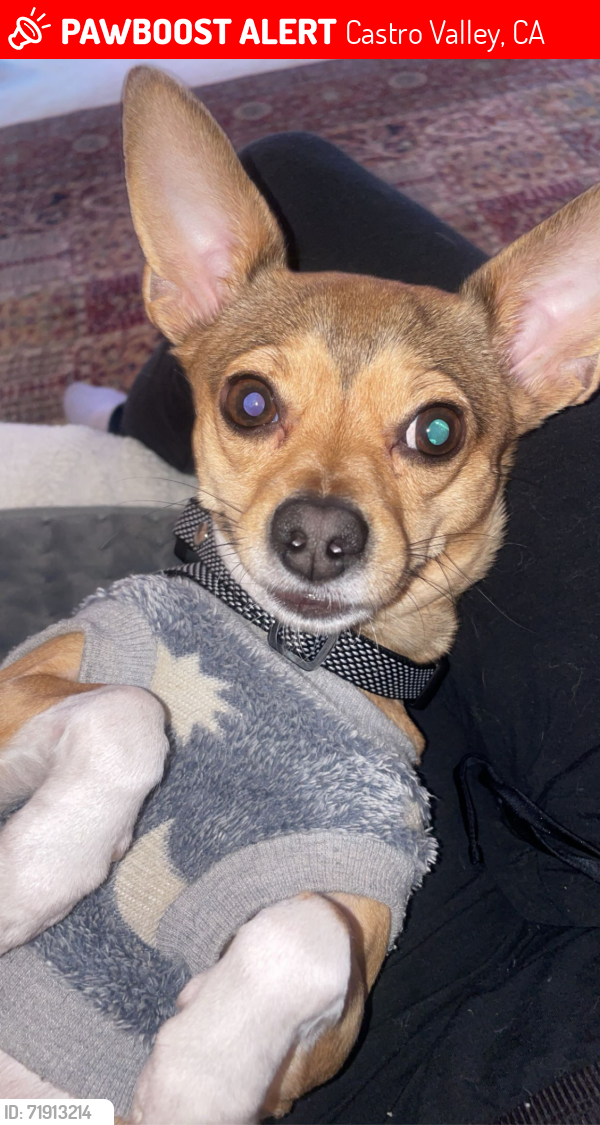 Castro Valley, CA Lost Female Dog, Chi Chi Is Missing | PawBoost