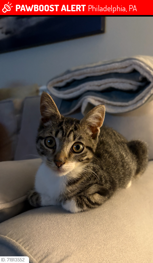 Philadelphia, PA Lost Female Cat, Nala Rose Is Missing | PawBoost