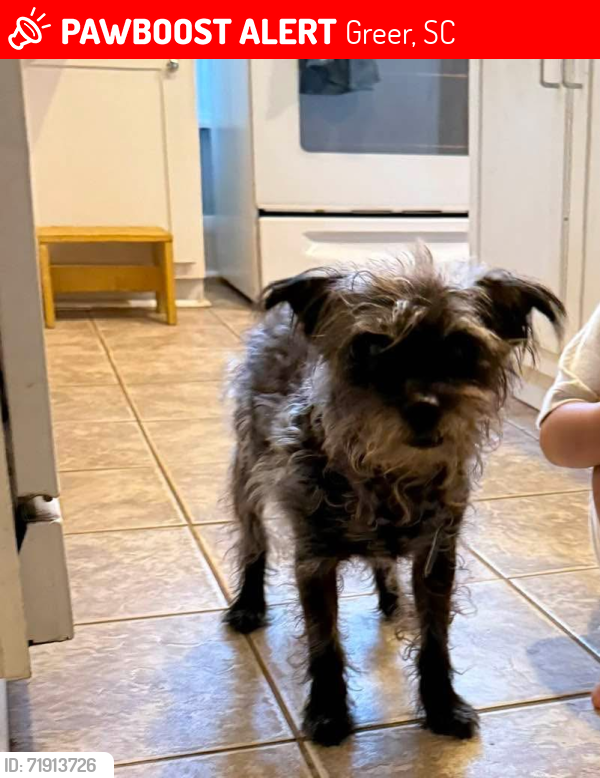 Greer, SC Lost Male Dog, Rocky Is Missing | PawBoost
