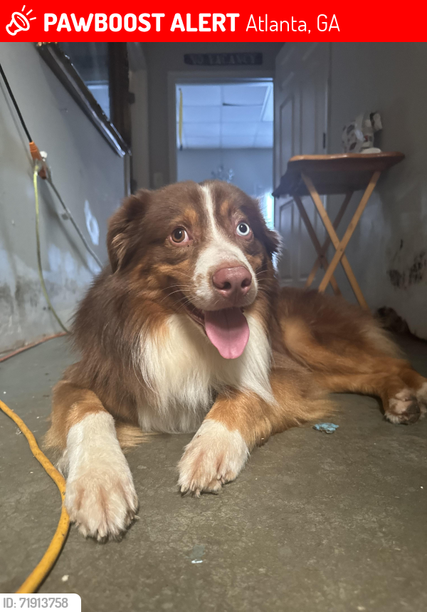 Atlanta, GA Lost Male Dog, Elliott Is Missing | PawBoost