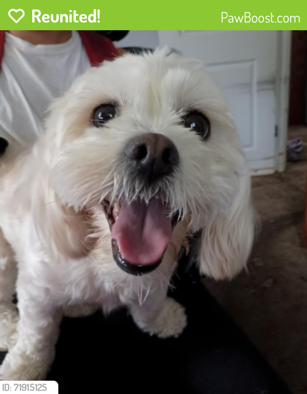 Reunited Female Dog in Springdale, OH 45246 (ID: 71915125) | PawBoost