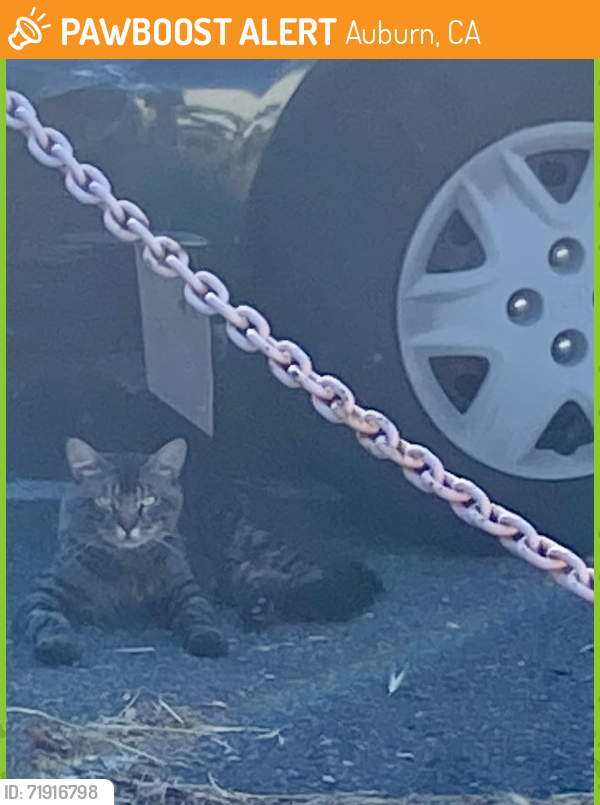 Auburn, CA Stray Cat Found Near Lincoln Way and Almond Street | PawBoost