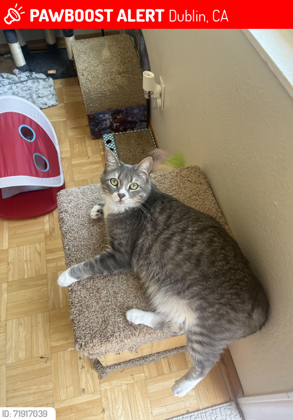 Dublin, CA Lost Male Cat, Wesley Is Missing | PawBoost