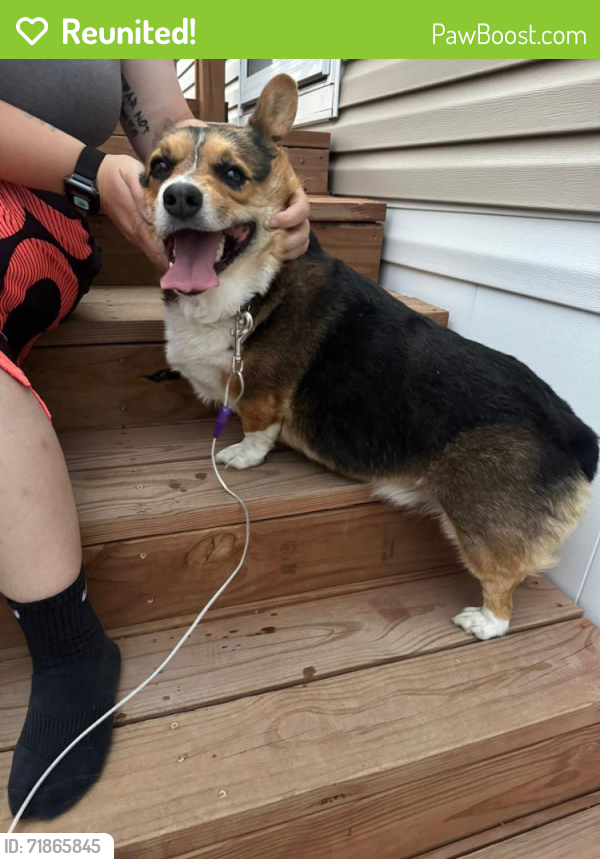 Reunited Male Dog in Gillette, WY 82717 (ID: 71865845) | PawBoost