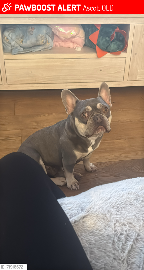 Ascot, QLD Lost Male Dog, Papi Is Missing | PawBoost