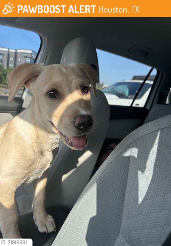 Houston, TX Stray Male Dog Found Near Hoskins & Emnora | PawBoost