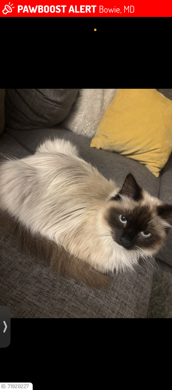 Bowie, MD Lost Female Cat, Lola Is Missing | PawBoost