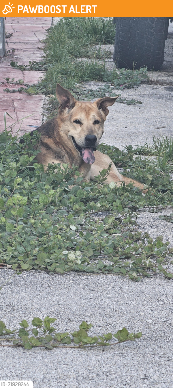 Miami-Dade County, FL Stray Male Dog Found Near NW 95th Terrace and NW ...