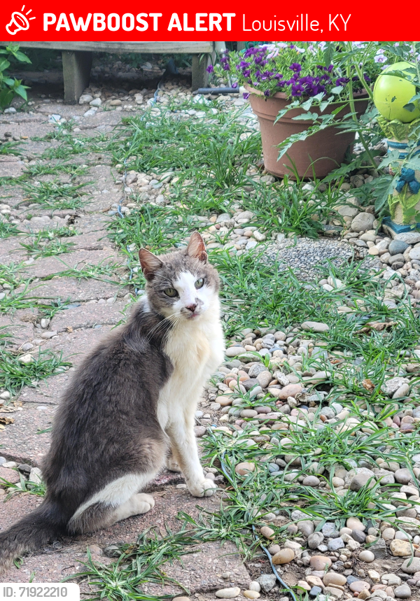 Louisville, KY Lost Male Cat, Buggsey Is Missing | PawBoost