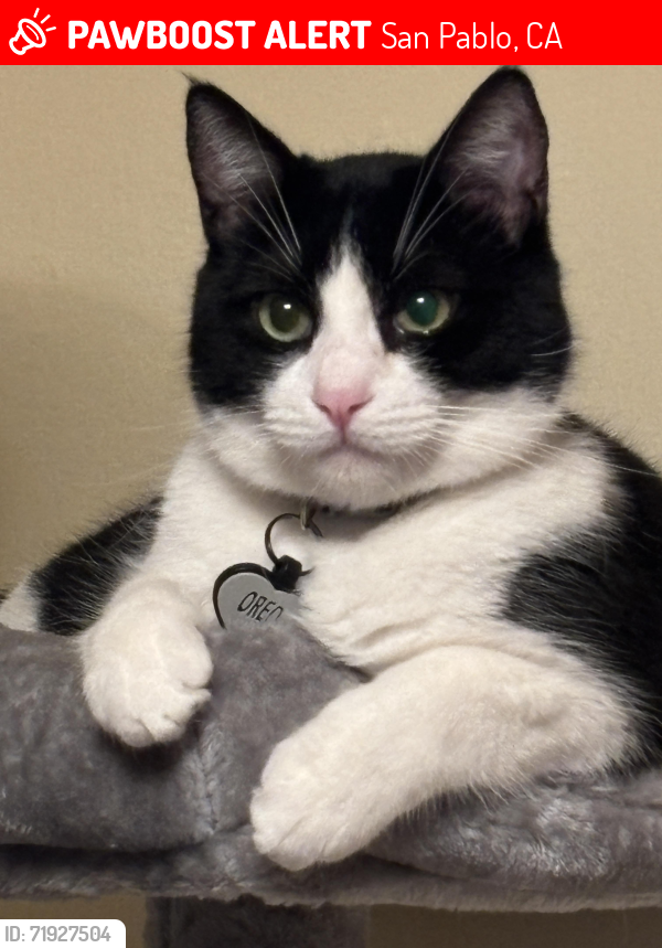 San Pablo, CA Lost Male Cat, Oreo Is Missing | PawBoost