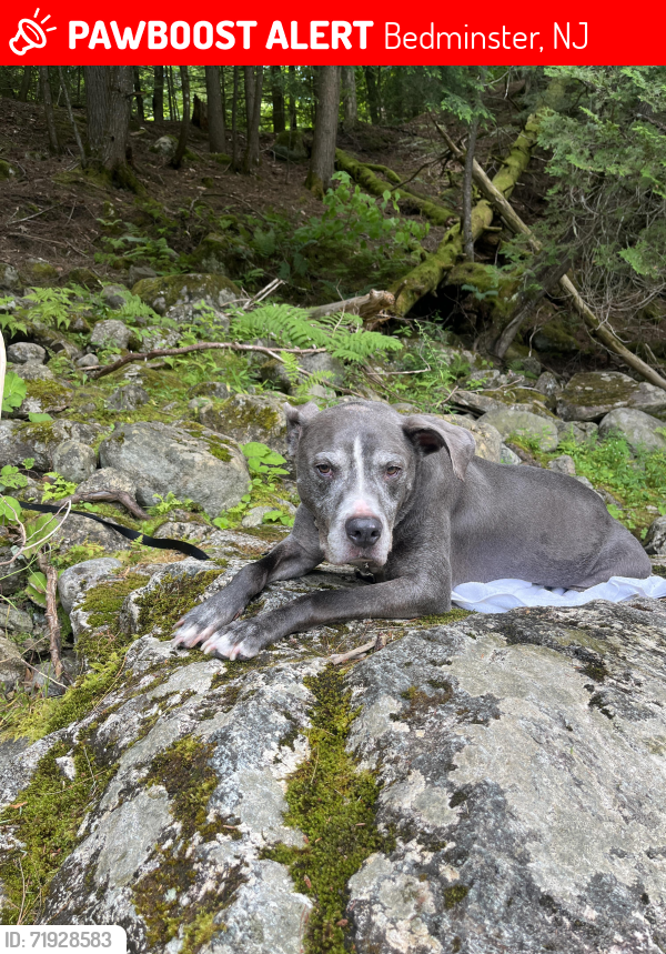 Bedminster, NJ Lost Male Dog, Igor Is Missing | PawBoost