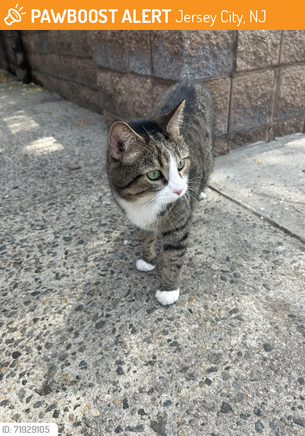 Jersey City, NJ Stray Cat Found Near Third and manila | PawBoost