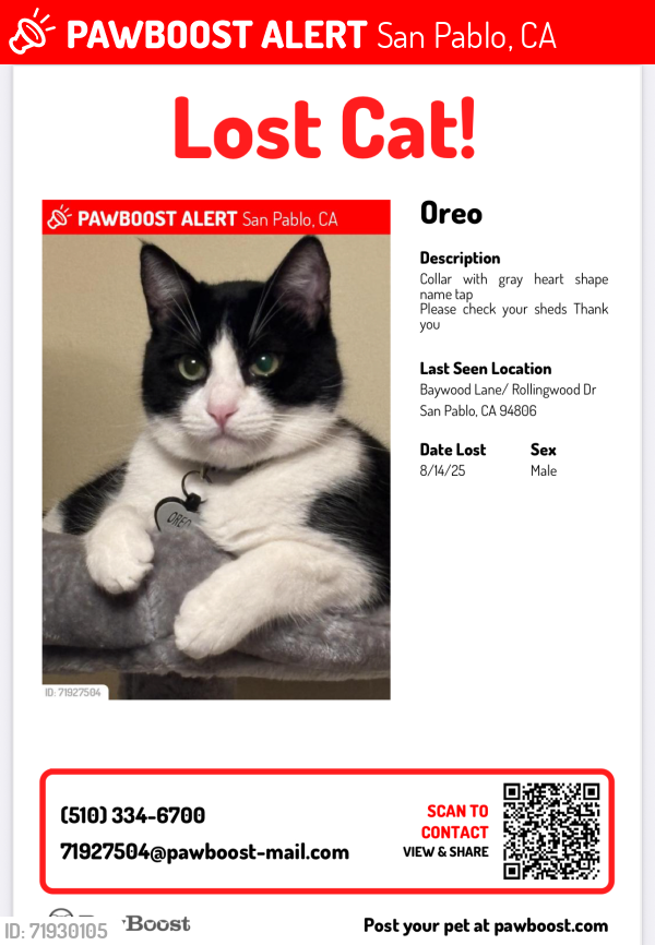 San Pablo, CA Lost Male Cat, Oreo Is Missing | PawBoost