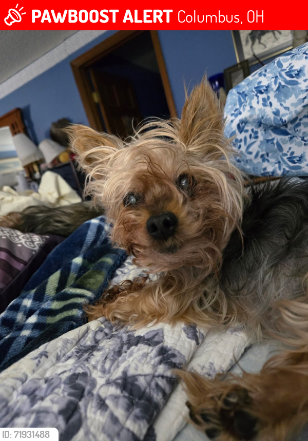 Columbus, OH Lost Female Dog, Ariel (yorkie) Is Missing | PawBoost