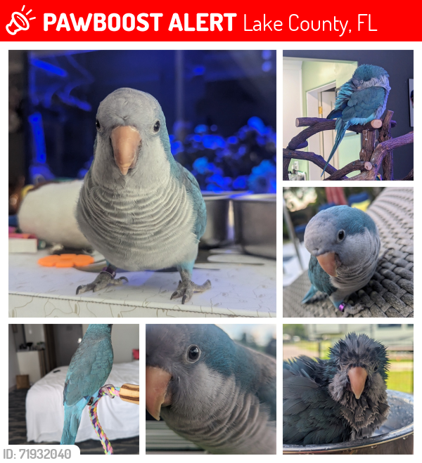 Lake County, FL Lost Female Bird, Cora Is Missing | PawBoost
