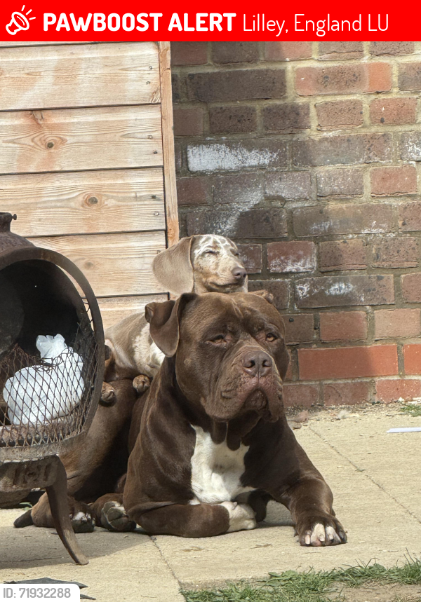 Lilley, England Lost Male Dog, Kash Is Missing | PawBoost