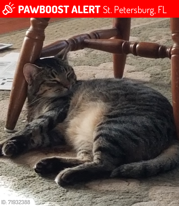 St. Petersburg, FL Lost Male Cat, Loki Is Missing | PawBoost