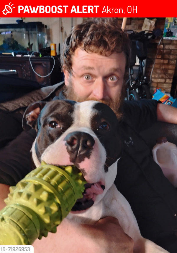 Akron, OH Lost Male Dog, Pup Pup Is Missing | PawBoost
