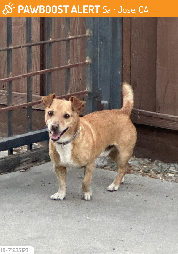San Jose, CA Stray Male Dog Found Near Suttle & Oak | PawBoost