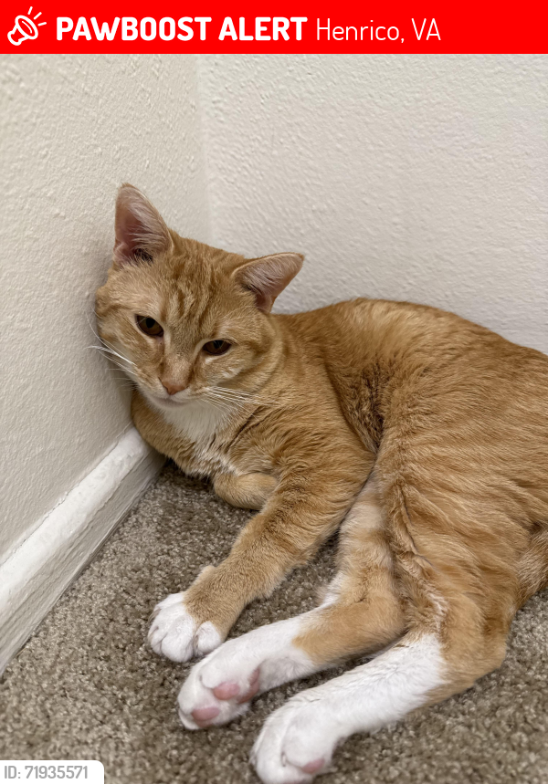 Henrico, VA Lost Male Cat, Mikael/baby Is Missing | PawBoost