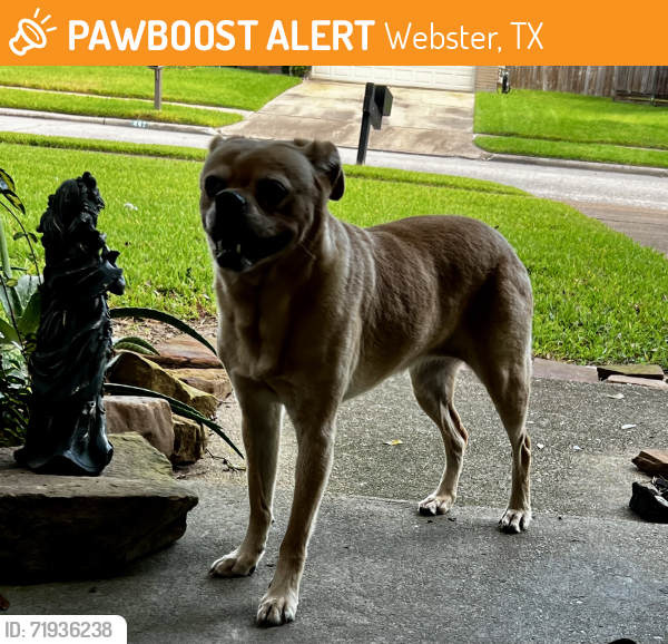 Webster, TX Stray Dog Found Near Eastcape and Village Creek Dr | PawBoost